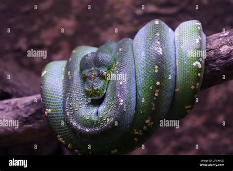 Closed Up Picture Of Green Tree Python Rolling On A Tree Trunk Stock