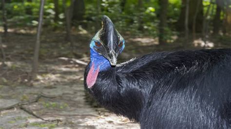 The Dinosaur Like Bird Facing Extinction Australia