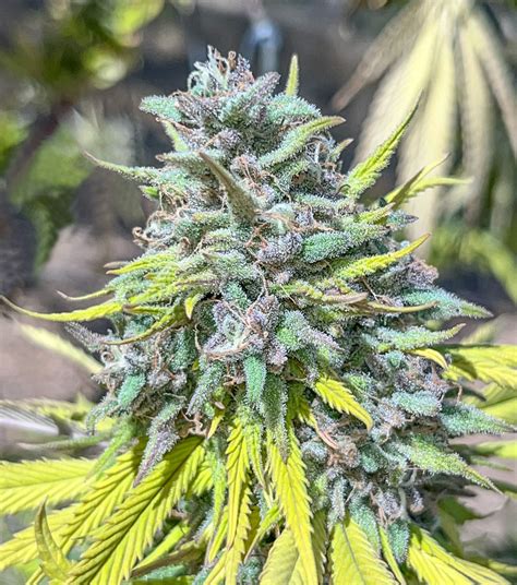 Genetics Hi Elevation