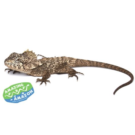 Southern Angle Headed Dragon Live Freshwater Fish And Aquarium