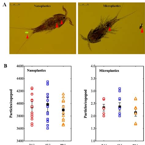 Ingestion And Egestion Of Polystyrene Ps Nano Microplastics N Mps Download Scientific