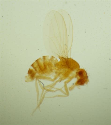 Drosophila Melanogaster Wild Type Bioquipbugs