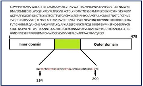 The Structure Of Sequence Amino Acid In Gp120 Protein Download