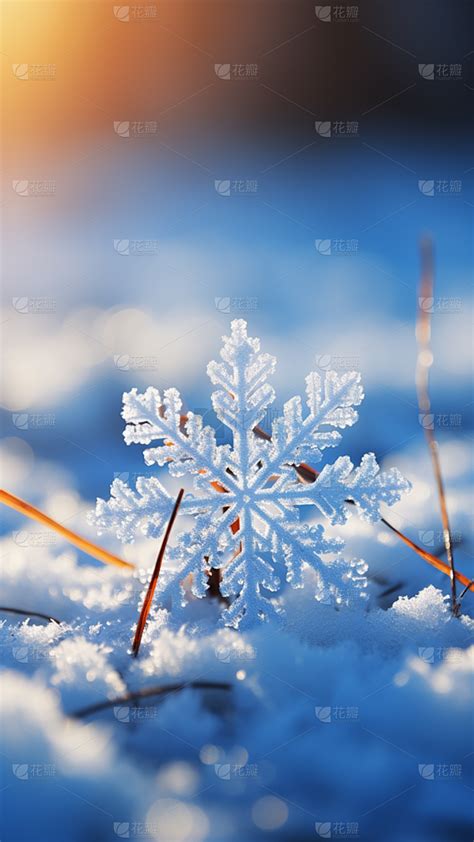 冬天冬季冬日雪景雪花特写