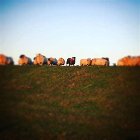 Schafe Deich Nordsee Kostenloses Foto Auf Pixabay Pixabay