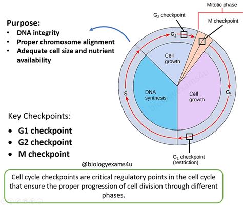 Cell Cycle Checkpoints And Regulation Summary Notes G1 G2 And M