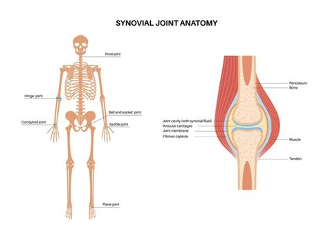 Premium Vector Synovial Joint Poster