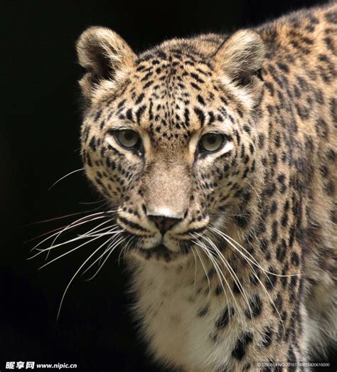豹子 豹 猎豹 野生豹子 野生摄影图 野生动物 生物世界 摄影图库 昵图网
