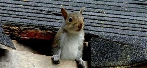 How To Get Rid Of Squirrels In Your Attic Strategies Revealed House