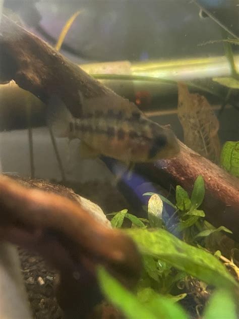 Is This A Female Macmasteri R Apistogramma