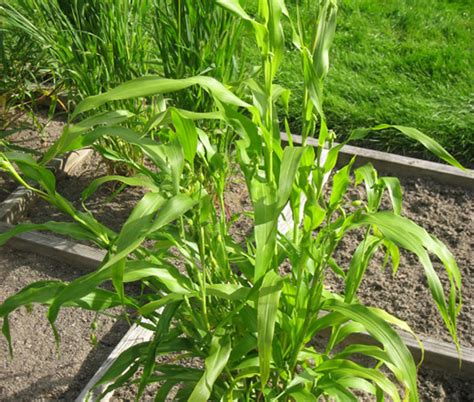 Job's Tears Grass Coix Lacryma-Jobi Seeds