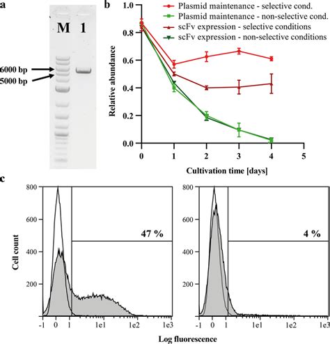 Evaluation Of Autonomously Replicating Activity And Plasmid Retention Download Scientific