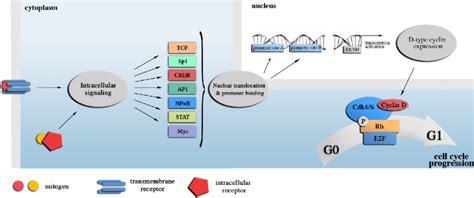 Cell Cycle Progression In Response To Mitogens From The Environment