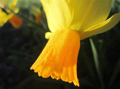 Dewy Daffodil Classification By Dtw42 On Deviantart