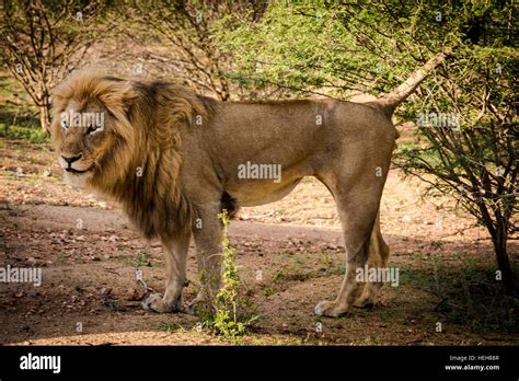 Male African Lion Stock Photo Alamy