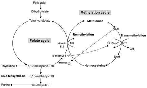 Homocysteine And Glaucoma