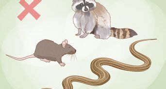 3 Ways To Trap A Backyard Bird WikiHow