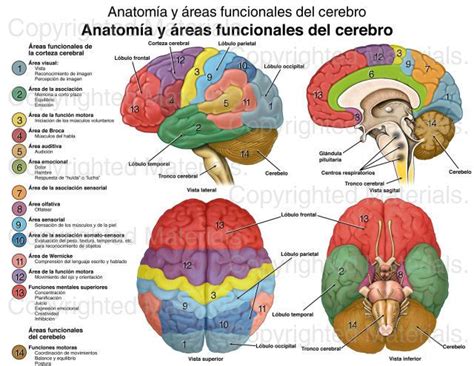 Anatomía Y áreas Funcionales Del Cerebro Anatomia Del Cerebro Humano
