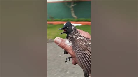 Red Vented Bulbul 🐦🤗කොටු උණු කොන්ඩ කුරුල්ලා Youtube