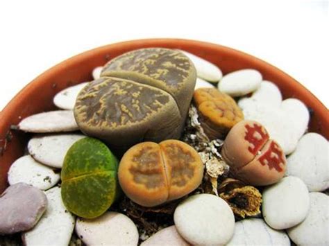 Lithops Piccoli Sassi Viventi