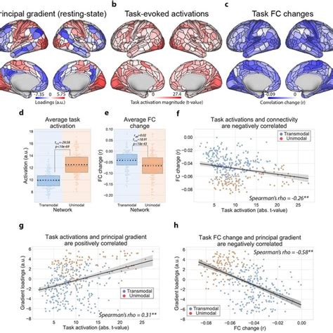 Dissociating Localized Versus Distributed Processes Across The Cortical Download Scientific