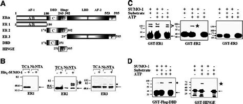 sumo 1 modification at er ␣ hinge region a schematic representation of