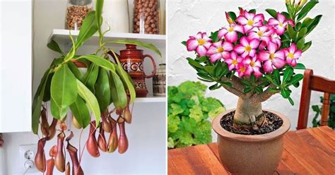 18 Lucky Plants That Can Attract Wealth Success And Love