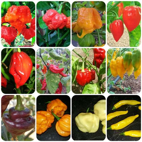 Super Hot Pepper Seeds Collection 120 Seeds Pepper Johnnys