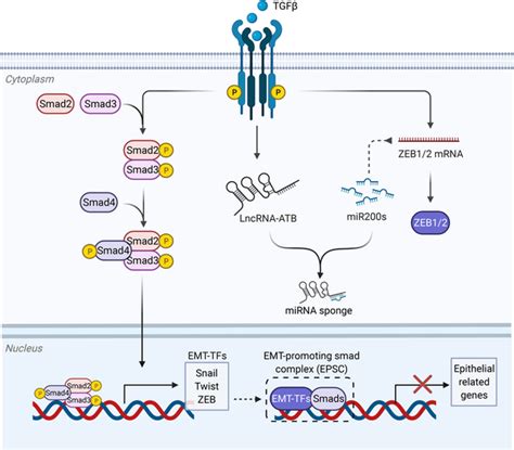 The crosstalk between EMT and TGFβ signaling Activated TGFβ signaling Download Scientific
