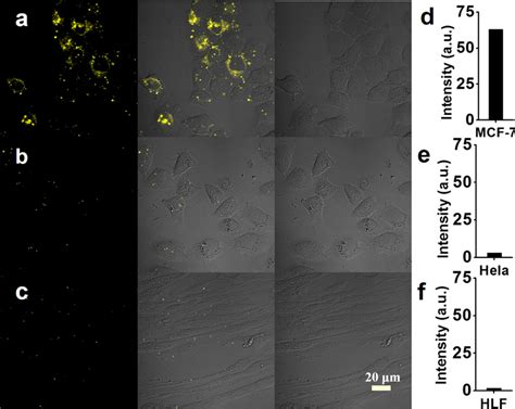 Live Cell Fluorescence Analysis A D Mcf 7 Live Cells In The Download Scientific Diagram