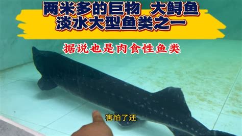 据说这个鲟鱼也吃肉 Youtube