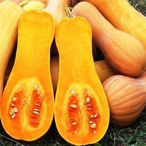 Seminte Dovleac Seminte1