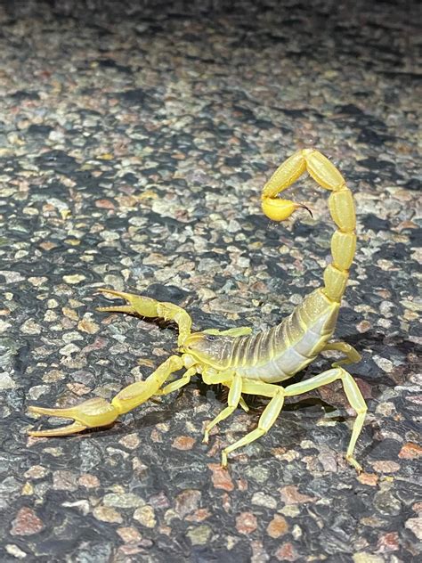 27 Types Of Scorpions Pictures And Identification