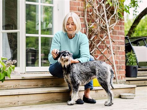 Can Fleas Live On Humans And Bite Us Treatment Prevention
