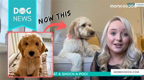 Mini Cockapoo Full Grown Size