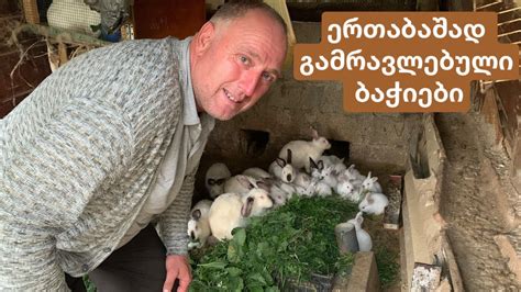 ერთბაშად გამრავლებული ბაჭიები😍🐇🐰 Youtube