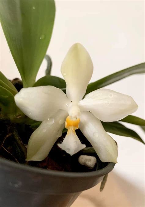 Phalaenopsis Micholitzii Orchidroots