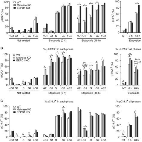 Cell Cycle Phase Specific Ddr Signaling In Wt Metnase Ko And Eepd1 Ko