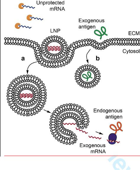 Figure 1 From Mrna Vaccine Delivery Using Lipid Nanoparticles Semantic Scholar
