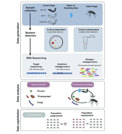 Workflow For Microbiota Analyses Data Generation Analysis And