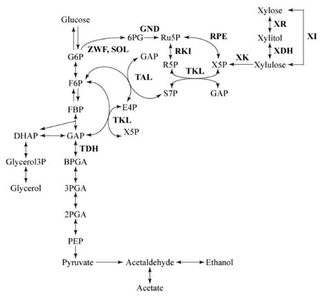 Schematic Representation Of Xylose Metabolic Pathway In Metabolically