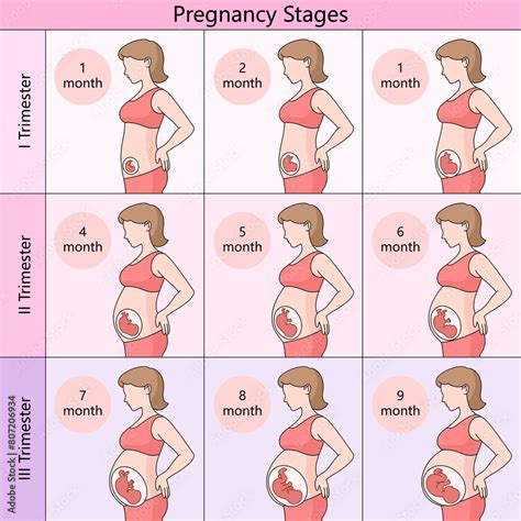 Guide Month By Month Stages Of Pregnancy Divided Into Trimesters Showing Fetal Development And