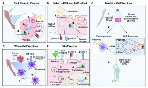 Cancer Vaccine Delivery Methods Various Delivery Strategies Used To
