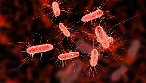 Identificar Bacterias Resistentes Con Ia Vínculotic