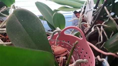 Много цветоносов Полив орхидей удобрением Greenlife Youtube