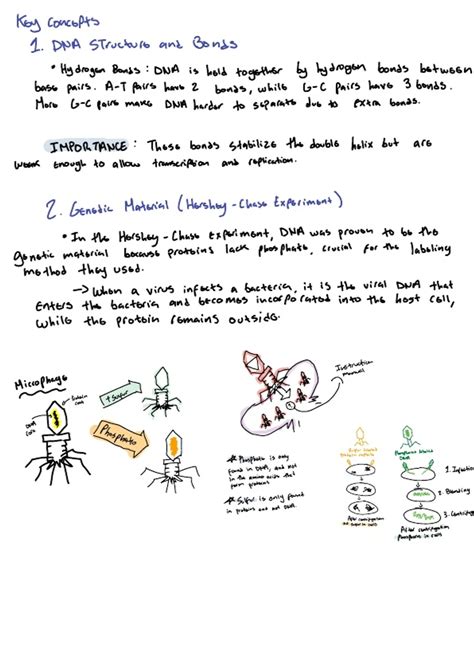 Summary Bio 101 Exam Review Dna Rna Protein Structure And Gene Regulation Biol 101 Biol101