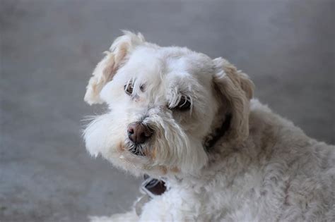 Boxerdoodle Boxer And Poodle Mix Info Pictures Characteristics