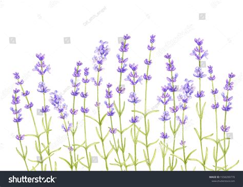 Lavender Flower Drawing