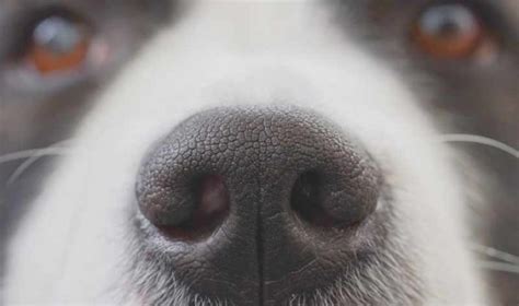 Сухой нос у собаки теплый и горячий