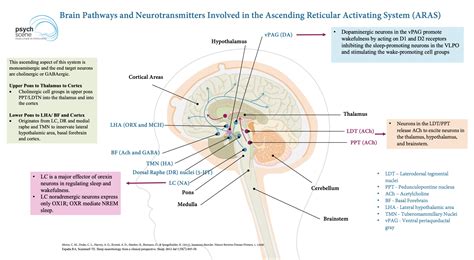 Neurobiology And Neuropsychiatry Of Sleep Translational Aspects